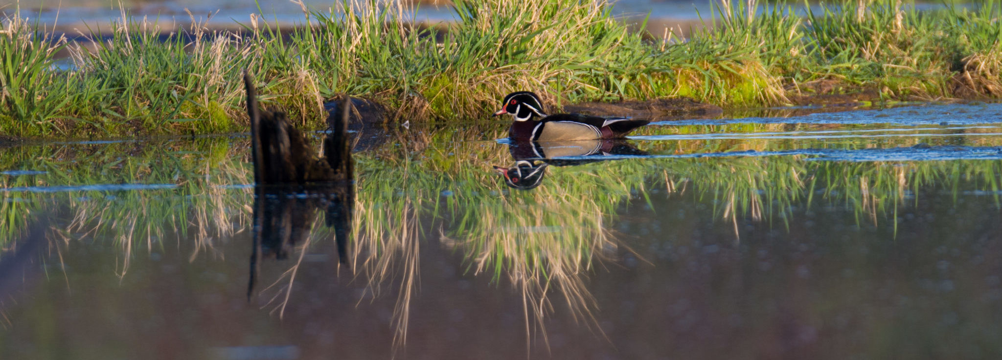 Wetland Habitat Protection Program